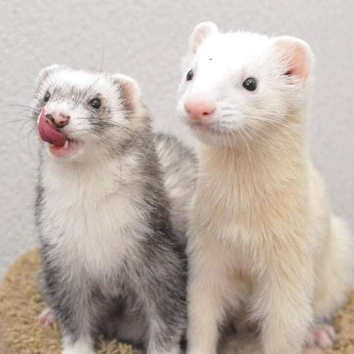 Adorable Ferret Pair For Sale - FERRET HAVEN