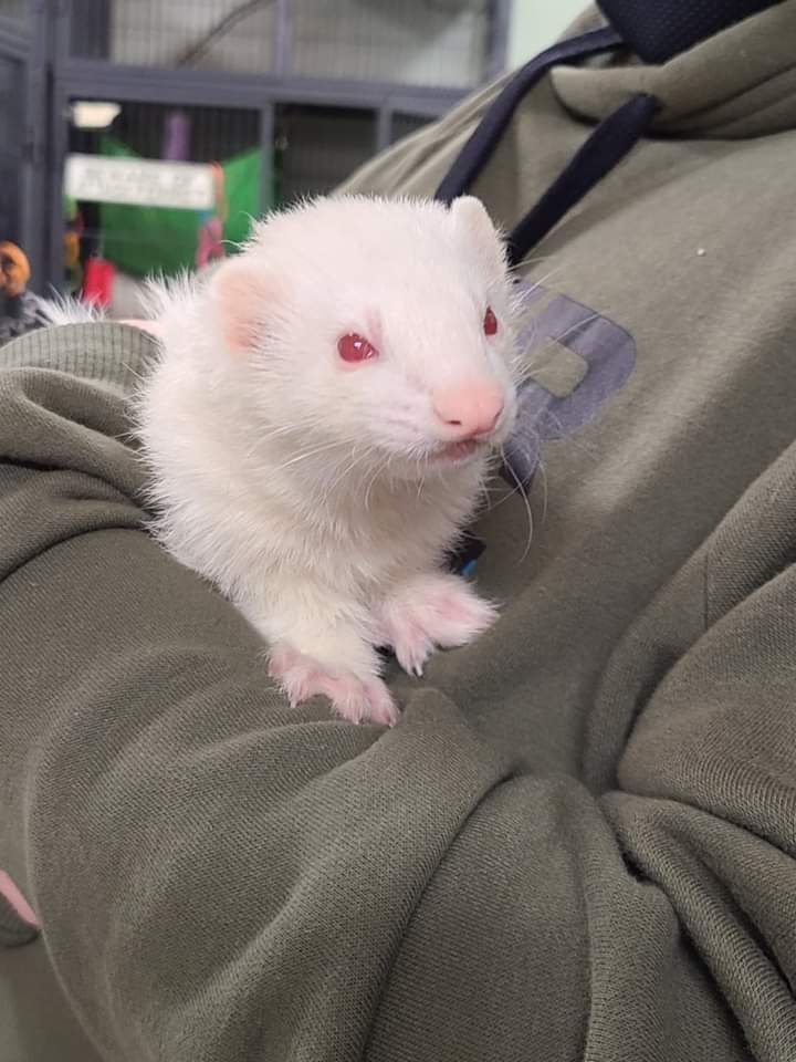 Baby Albino Ferret Available For Adoption - FERRET HAVEN
