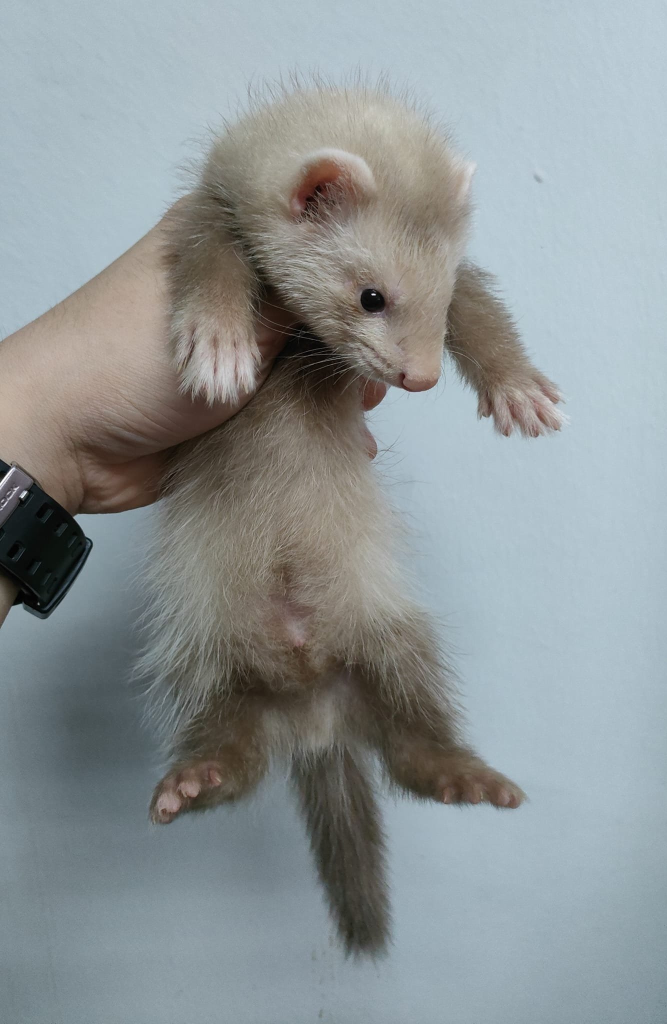 Baby Champagne Ferret for Sale – Meet Stella, Your Playful Friend