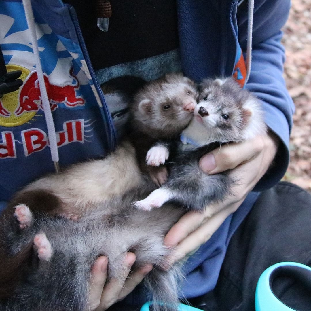 Angora Ferrets for Sale – Meet Josh and Samie, Your New Furry F..