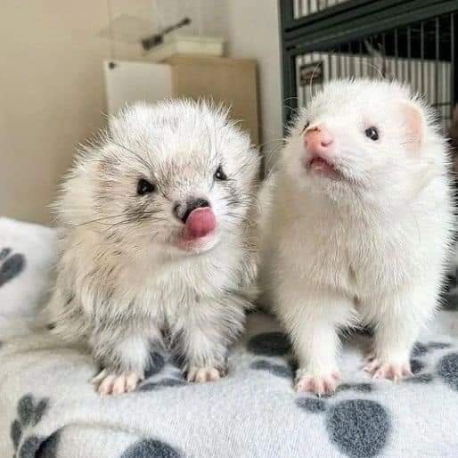 Angora Ferret Pair For Sale - FERRET HAVEN