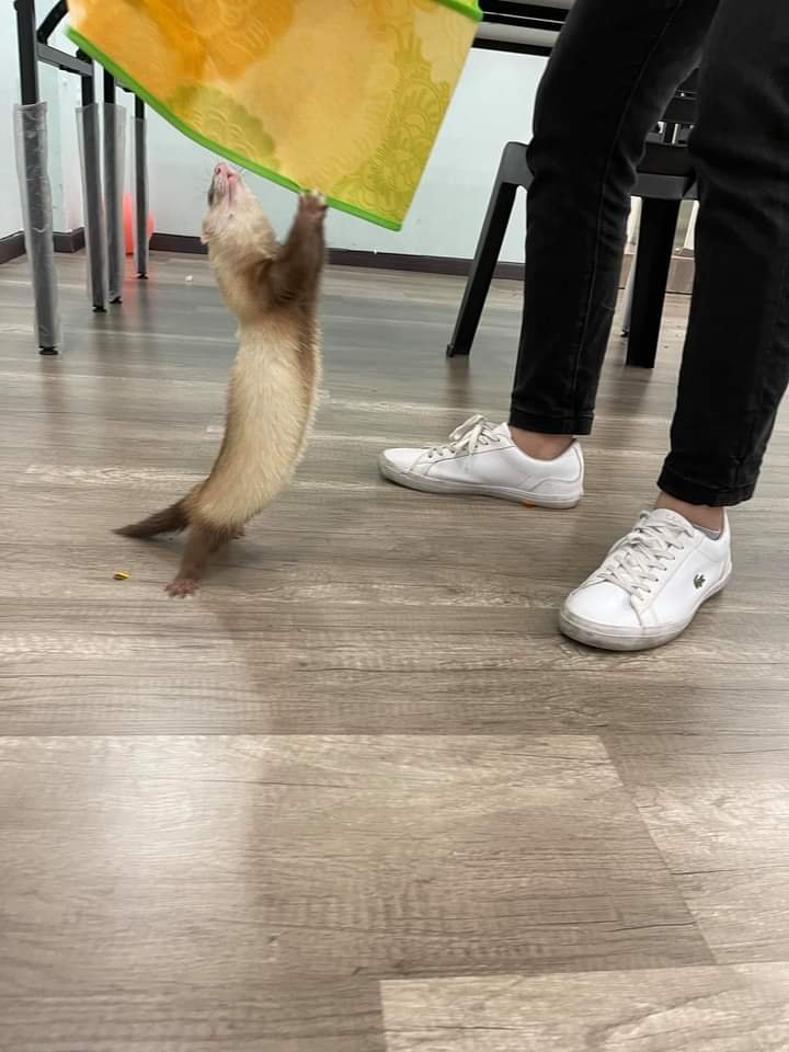 Male Chocolate Ferret Available for Adoption - FERRET HAVEN