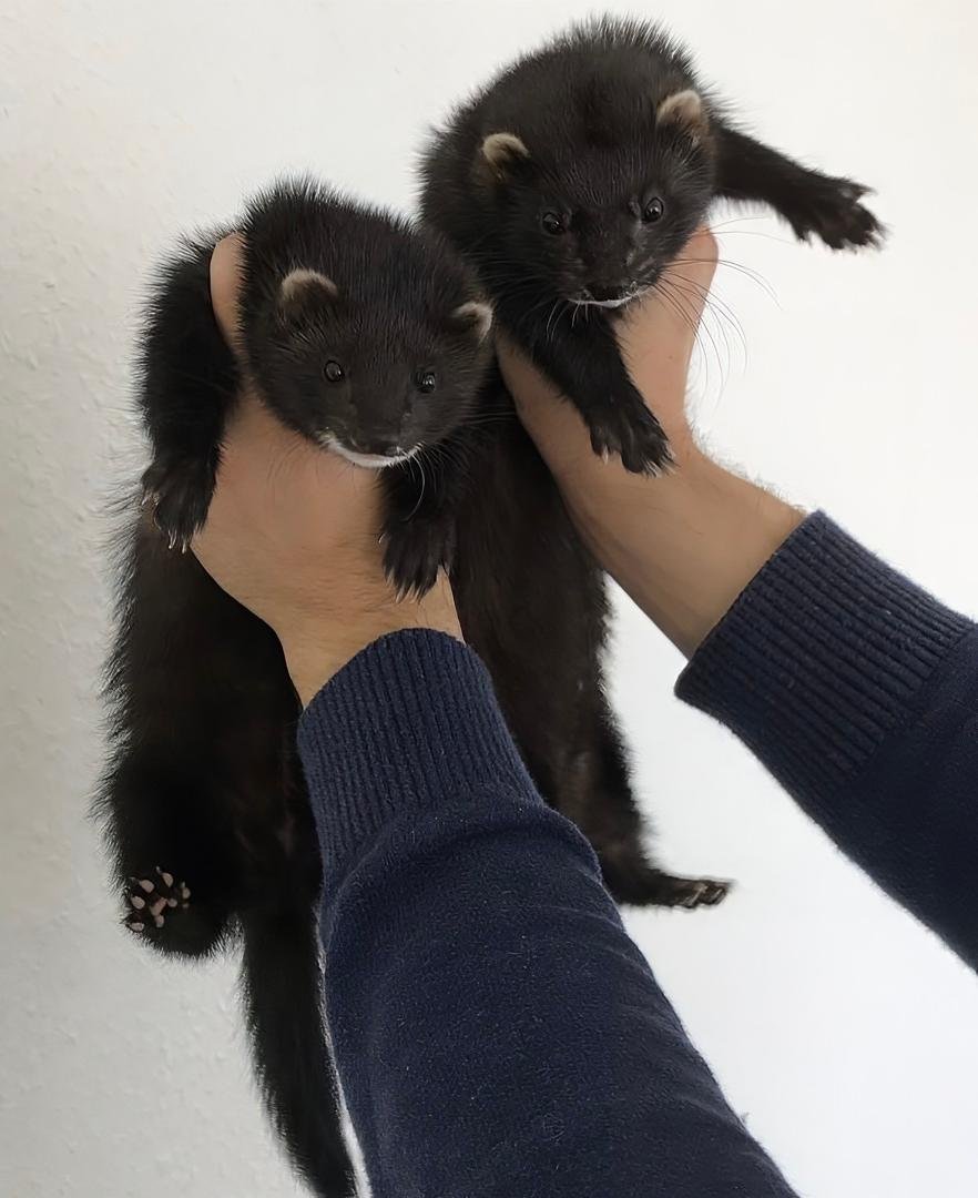 Adopt a Black Ferret Couple | Playful and Affectionate Pair Avail..